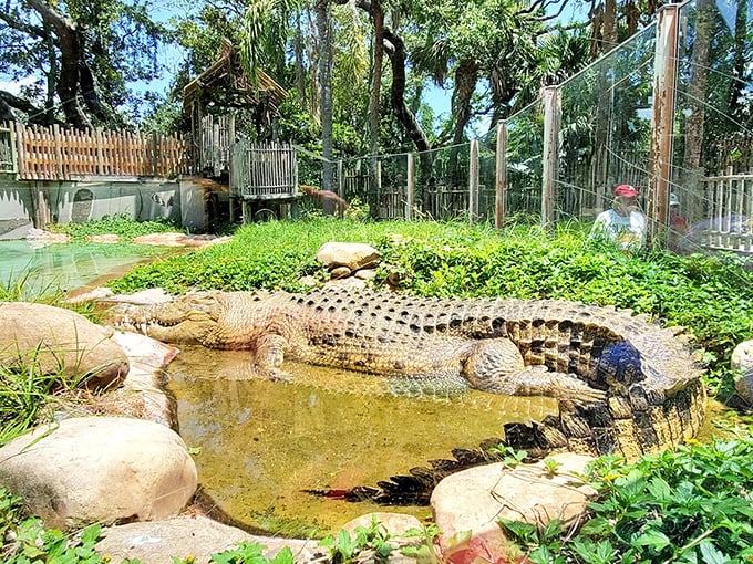 This massive alligator demonstrates the perfect sunbathing technique, sprawled in shallow water with just enough exposure to soak up warmth while staying cool.