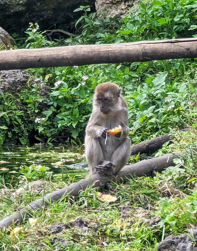 Perched contentedly on a log, this monkey savors a juicy orange segment, demonstrating the simple pleasures of primate life.