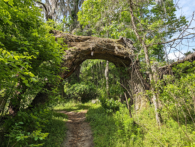 Nature's architecture at its finest &ndash; this natural arch formed over centuries as the tree grew around the path.