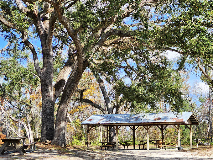 Where sandwiches taste better and conversations flow easier under the watchful gaze of century-old oaks.