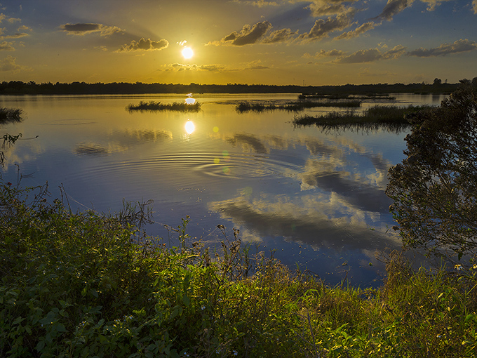 Sunset paints the wetlands in liquid gold, transforming an already magical landscape into something that belongs in dreams.