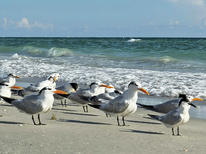 Seabirds hold an impromptu beach meeting, seemingly discussing the prime fishing conditions along Treasure Island's fertile shoreline.