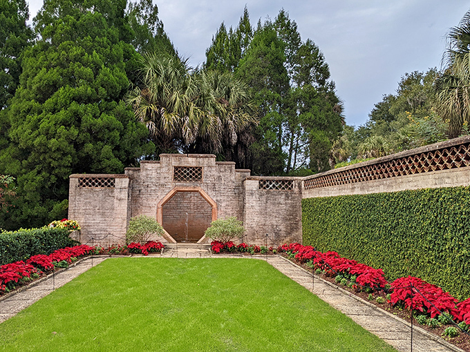 Formal garden walls frame vibrant poinsettias, creating a living Christmas card that doesn't require a stamp or awkward family photos.
