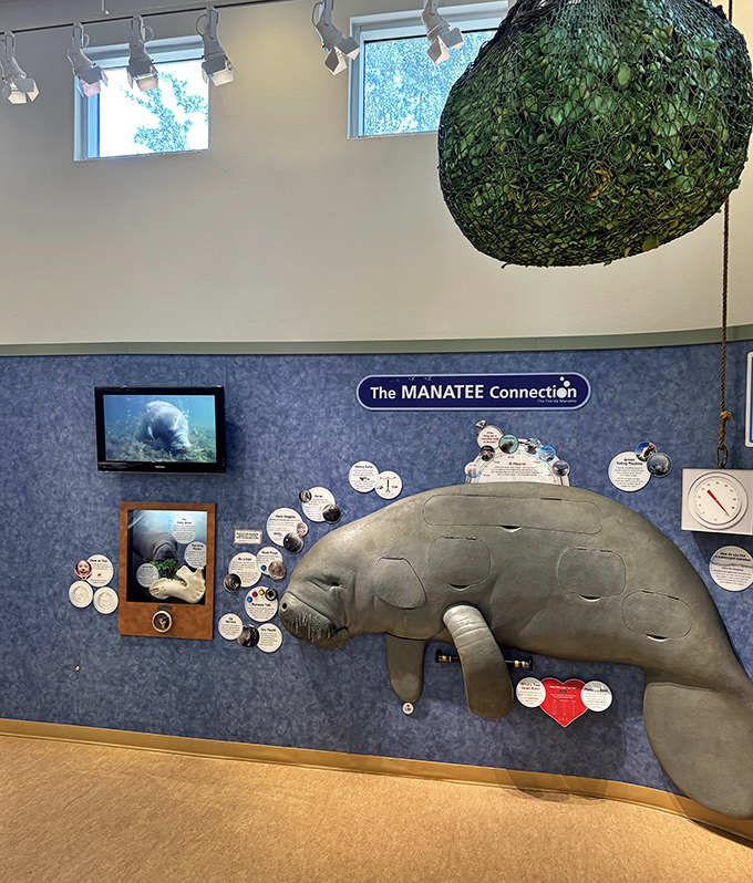 The manatee exhibit connects visitors to Florida's aquatic ecosystems, showing how land and water remain inextricably linked.