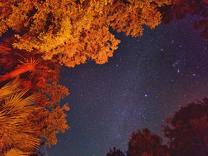 Trees frame nature's IMAX experience at the preserve. The orange glow from nearby campfires creates the perfect viewing atmosphere for stellar shows.
