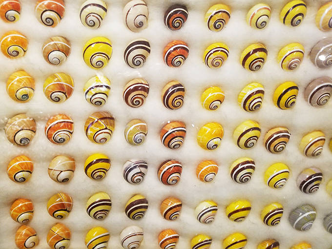 These Cuban painted snails look like they've been hand-decorated by a meticulous artist with a flair for spiraling yellow and brown patterns.