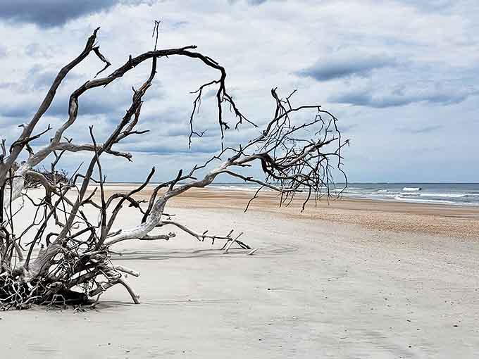 Driftwood creates natural sculptures along Little Talbot Island's pristine shoreline, offering a hauntingly beautiful beach experience.