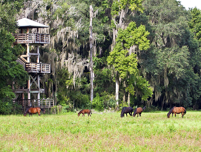 Wild horses graze peacefully near an observation tower at Paynes Prairie Preserve State Park, where wildlife roams freely across the savanna.