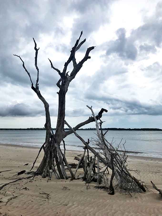 The twisted remains of ancient trees create a dramatic landscape on Little Talbot Island, where nature's art gallery meets the sea.