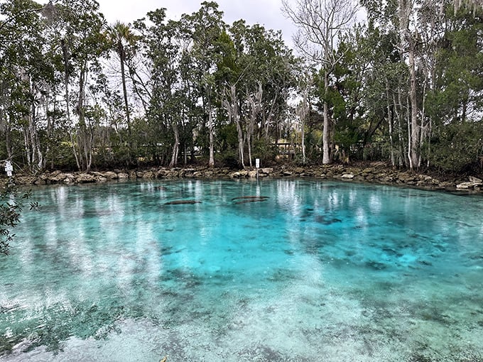 Kayakers explore the crystal-clear channels connecting Three Sisters Springs' three distinct spring pools.