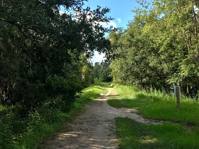 alafia river state park 3