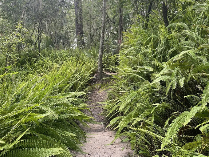 alafia river state park 6