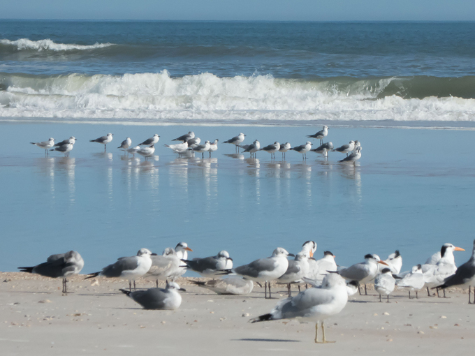 anastasia state park 9