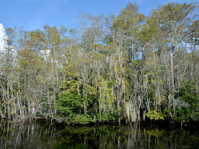 big cypress national preserve 1