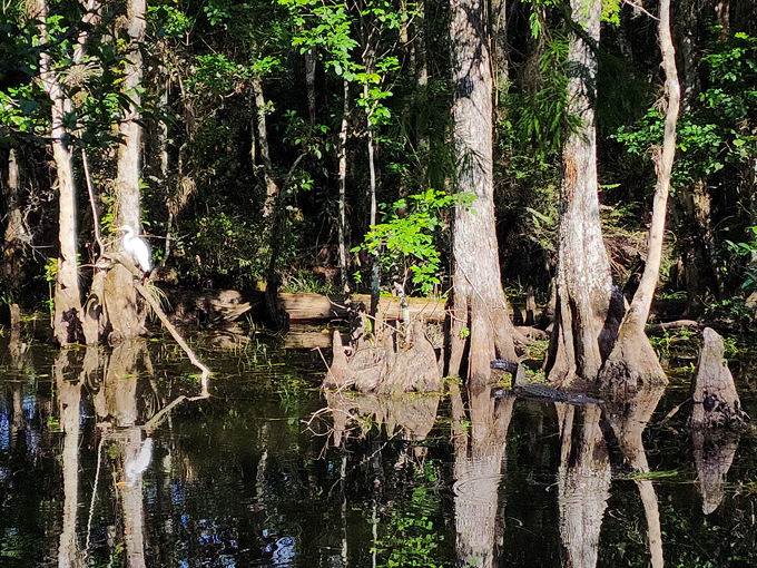big cypress national preserve 3