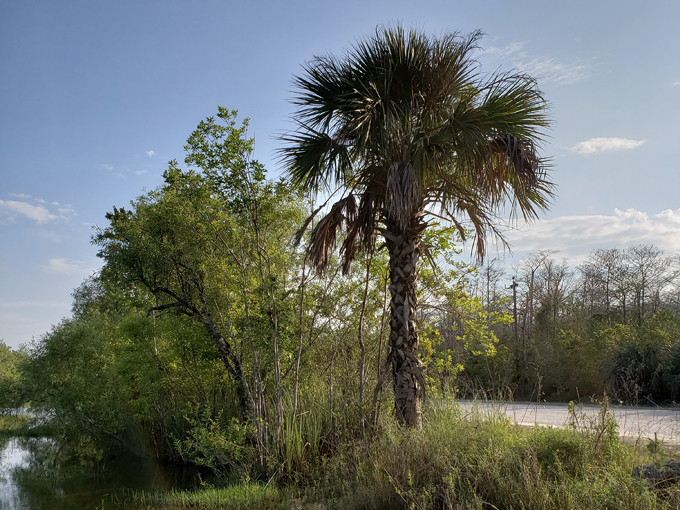 big cypress national preserve 4