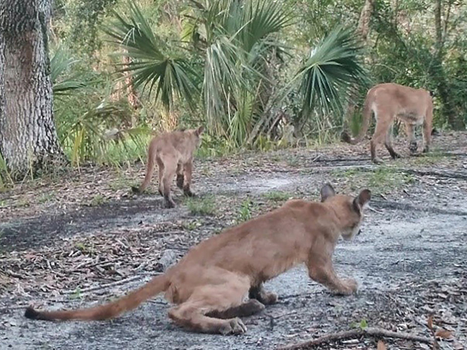 big cypress national preserve 5