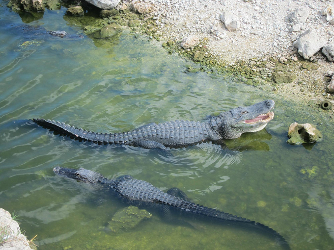 big cypress national preserve 6