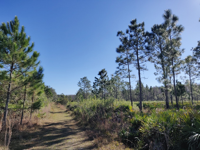 brooker creek headwaters nature preserve 1