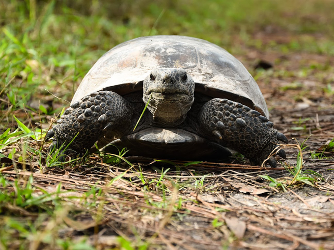 brooker creek headwaters nature preserve 3