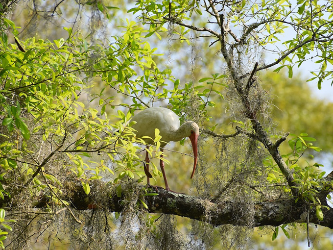 brooker creek headwaters nature preserve 5