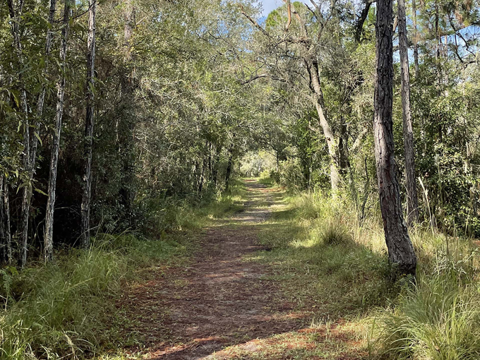 brooker creek headwaters nature preserve 8