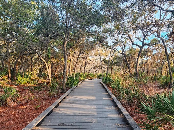 brooker creek preserve 2