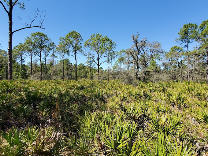 brooker creek preserve 7