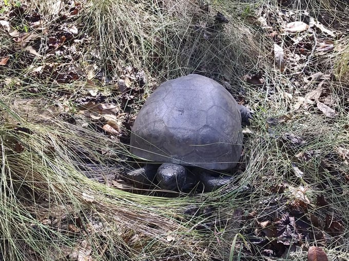 brooker creek preserve 8