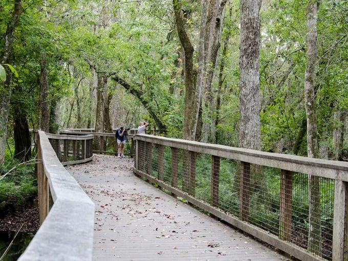 brooker creek preserve 9