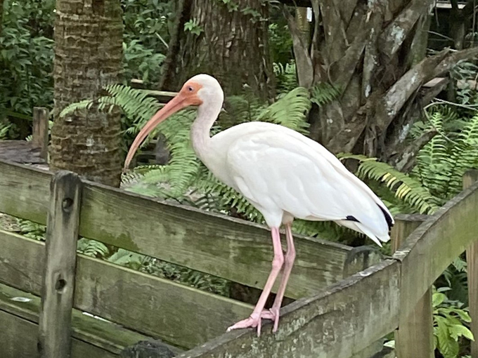 busch wildlife sanctuary 3