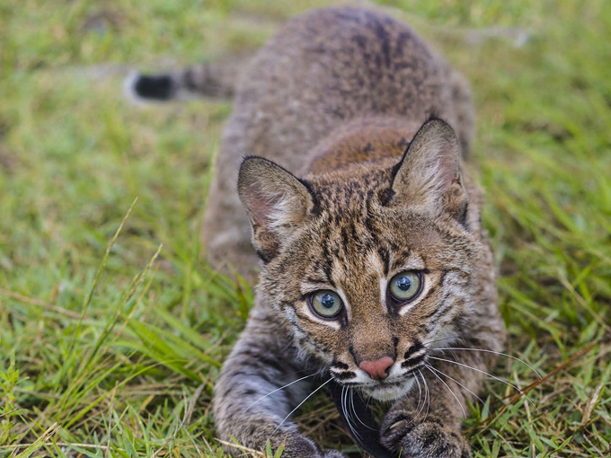 busch wildlife sanctuary 4