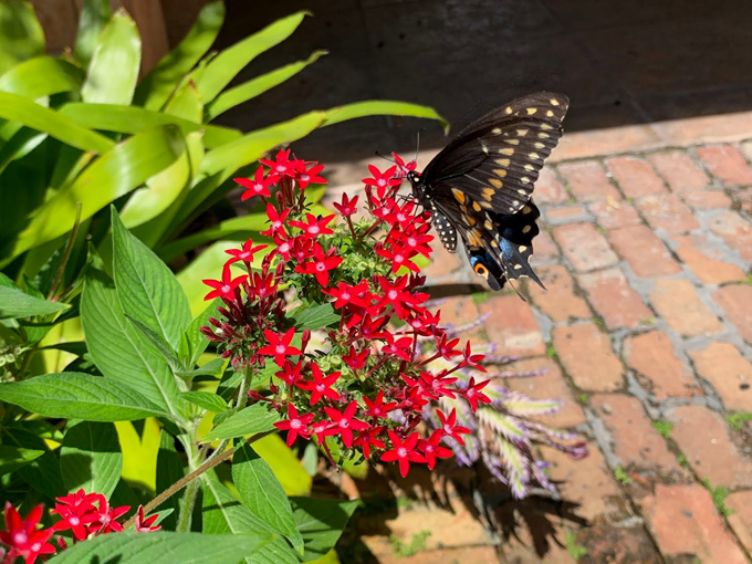butterfly garden at the florida botanical gardens 3