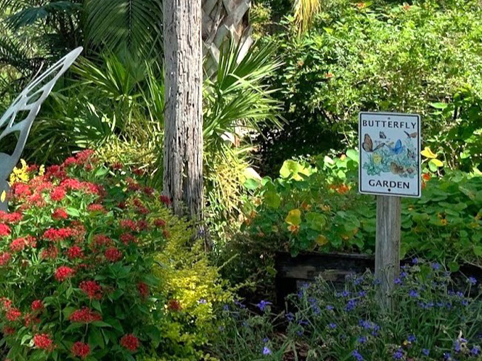 butterfly garden at the florida botanical gardens 6