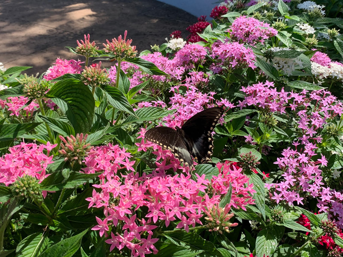 butterfly garden at the florida botanical gardens 8