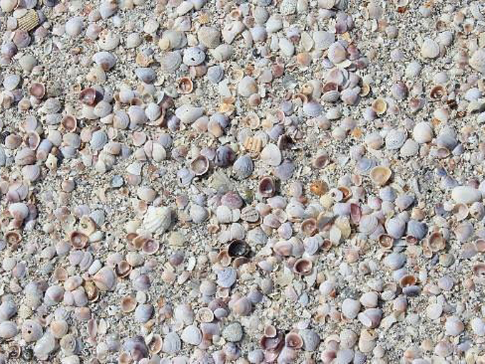 caladesi island 4