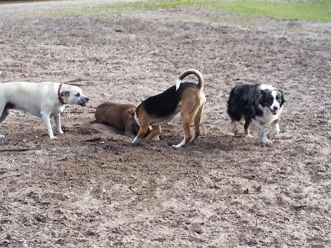 carolyn meeker dog park nature trail 4