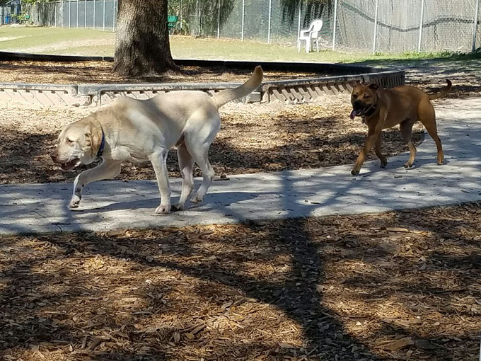 carolyn meeker dog park nature trail 8