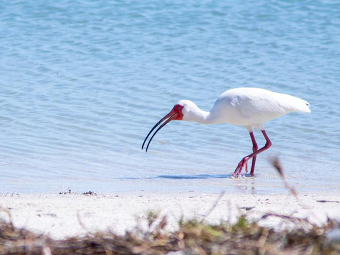 cayo costa state park 5