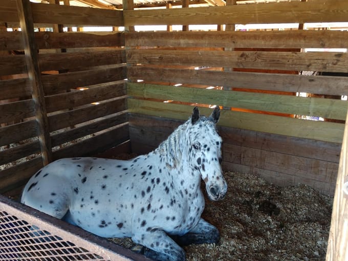 clarcona horsemans park 5