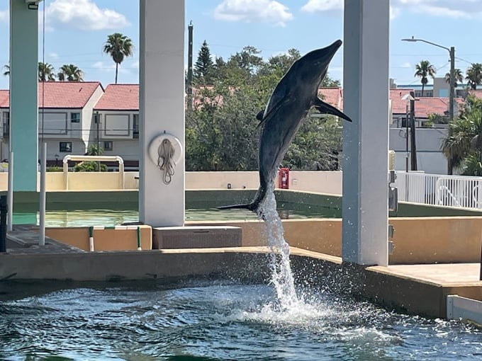 clearwater marine aquarium 1