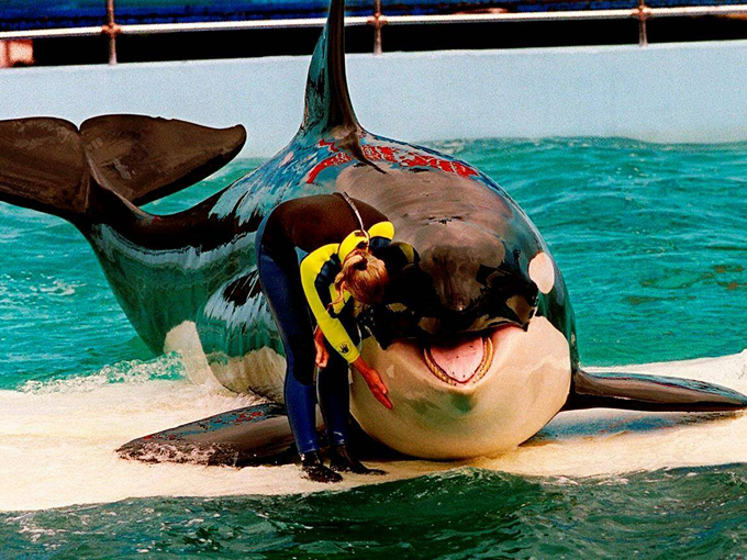 clearwater marine aquarium 2