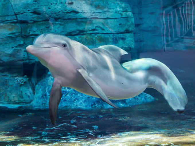 clearwater marine aquarium 4