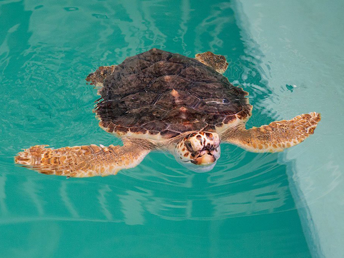 clearwater marine aquarium 5