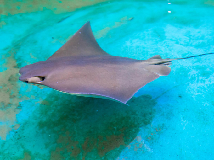 clearwater marine aquarium 7