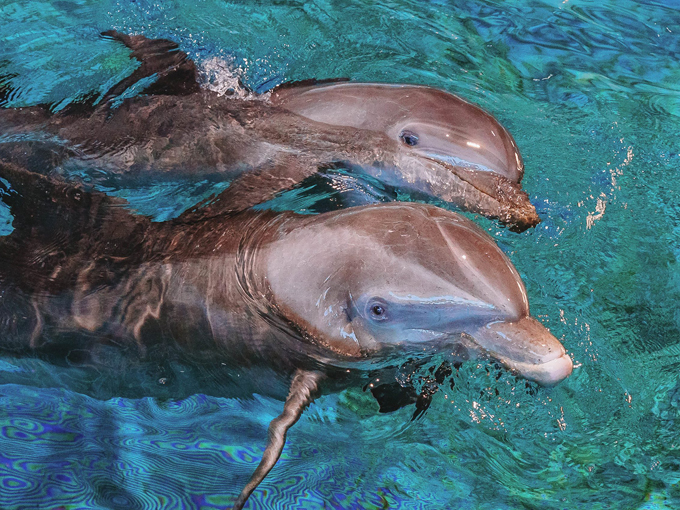 clearwater marine aquarium 8