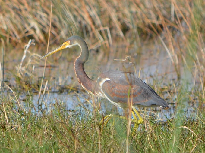 cockroach bay preserve state park 3