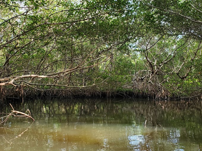 cockroach bay preserve state park 6