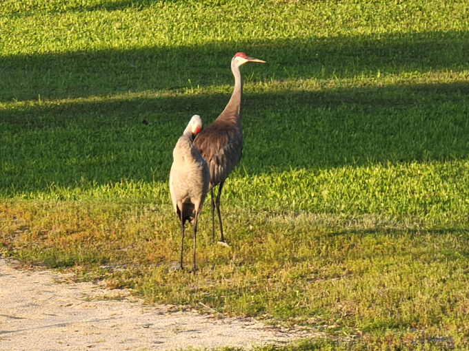 colby alderman park 8