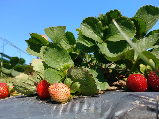 countryside family farms 2